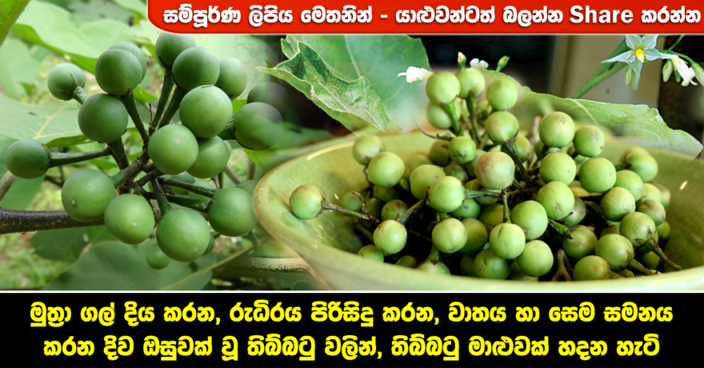 thibbatu-maluwa | Health & Lifestyle Magazine | sriarana.net