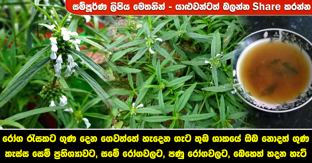 gata-thumba | Health & Lifestyle Magazine | sriarana.net