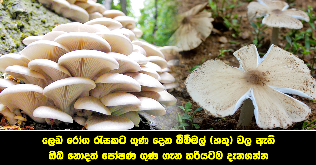 bimmal-mushroom | Health & Lifestyle Magazine | sriarana.net