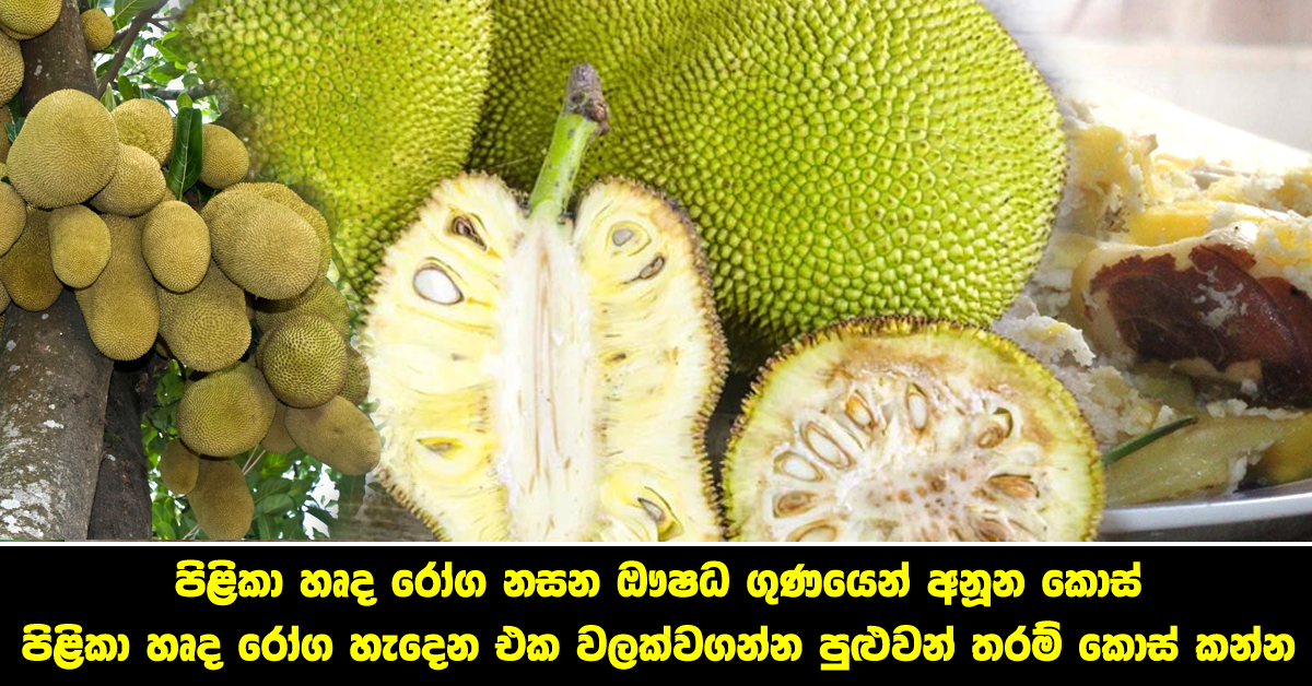 kos-kanna-jack-tree | Health & Lifestyle Magazine | sriarana.net