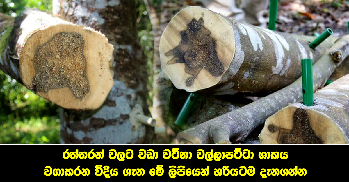 wallapatta-har | Health & Lifestyle Magazine | sriarana.net