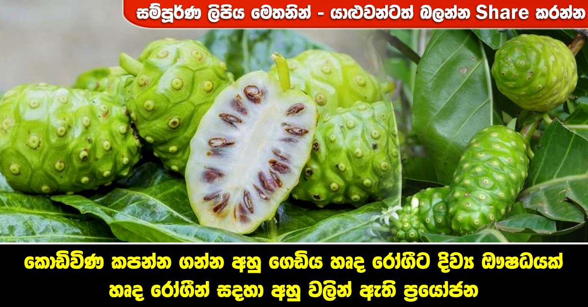 ahu-gediya-Noni-fruit ahu fruit | Health & Lifestyle Magazine ...