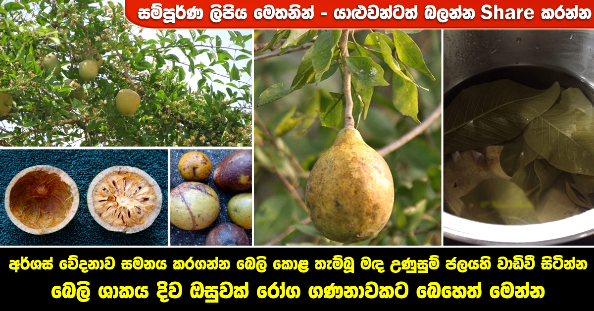 aegle-marmelos-leaf-benefits | Health & Lifestyle Magazine | sriarana.net