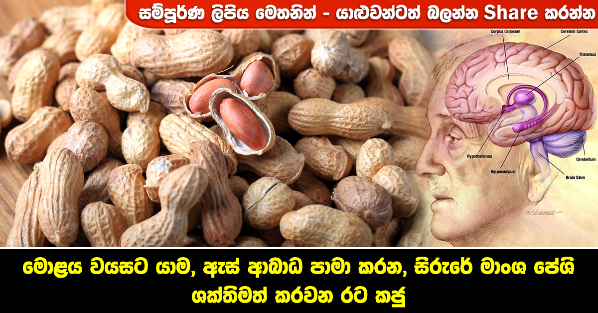 ratakaju-nutri-brain | Health & Lifestyle Magazine | sriarana.net