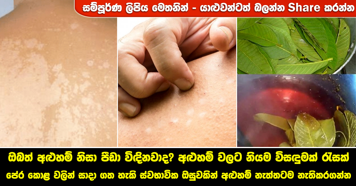 aluham-guava-leaves-treatment | Health & Lifestyle Magazine | sriarana.net