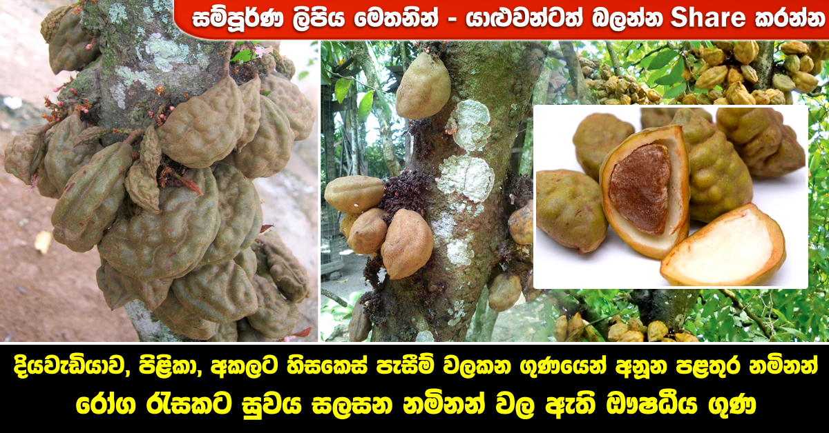 naminan namu namu | Health & Lifestyle Magazine | sriarana.net