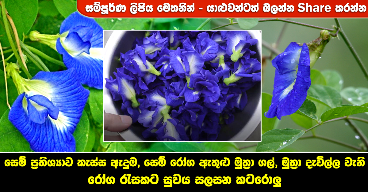 katarolu | Health & Lifestyle Magazine | sriarana.net