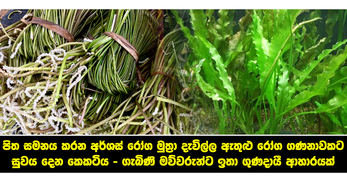 kekatiya health benifits | Health & Lifestyle Magazine | sriarana.net