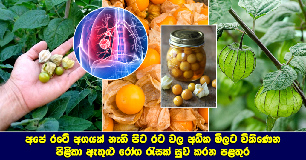 Wild Cope Gooseberry fruit mottu | Health & Lifestyle Magazine ...