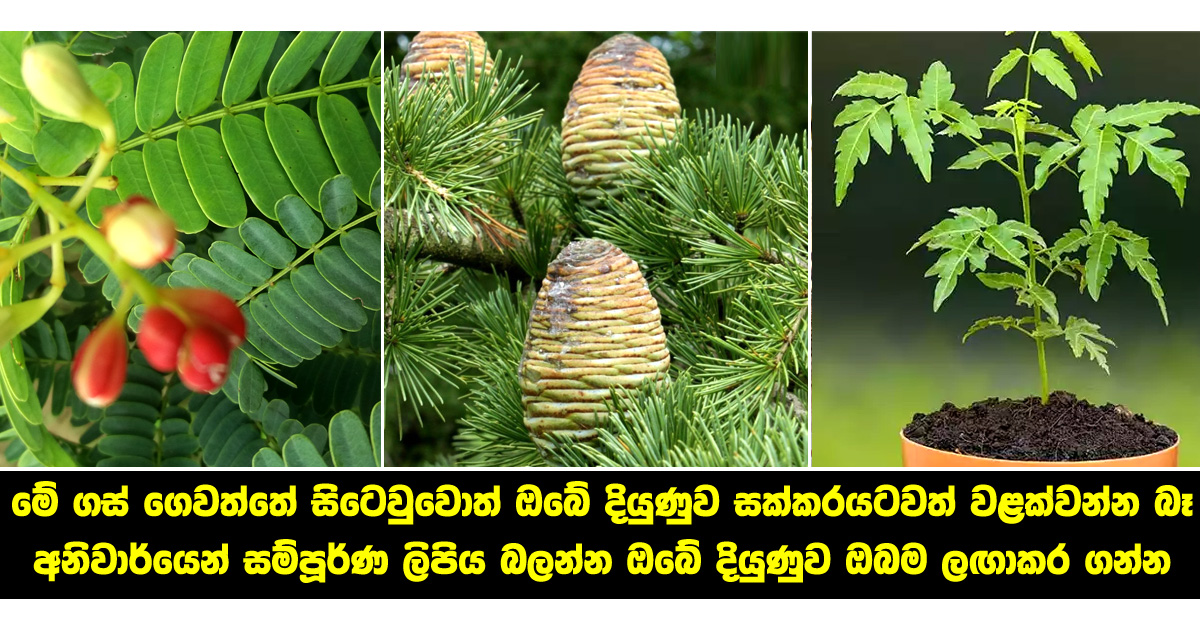 lucky tree in your Garden | Health & Lifestyle Magazine | sriarana.net