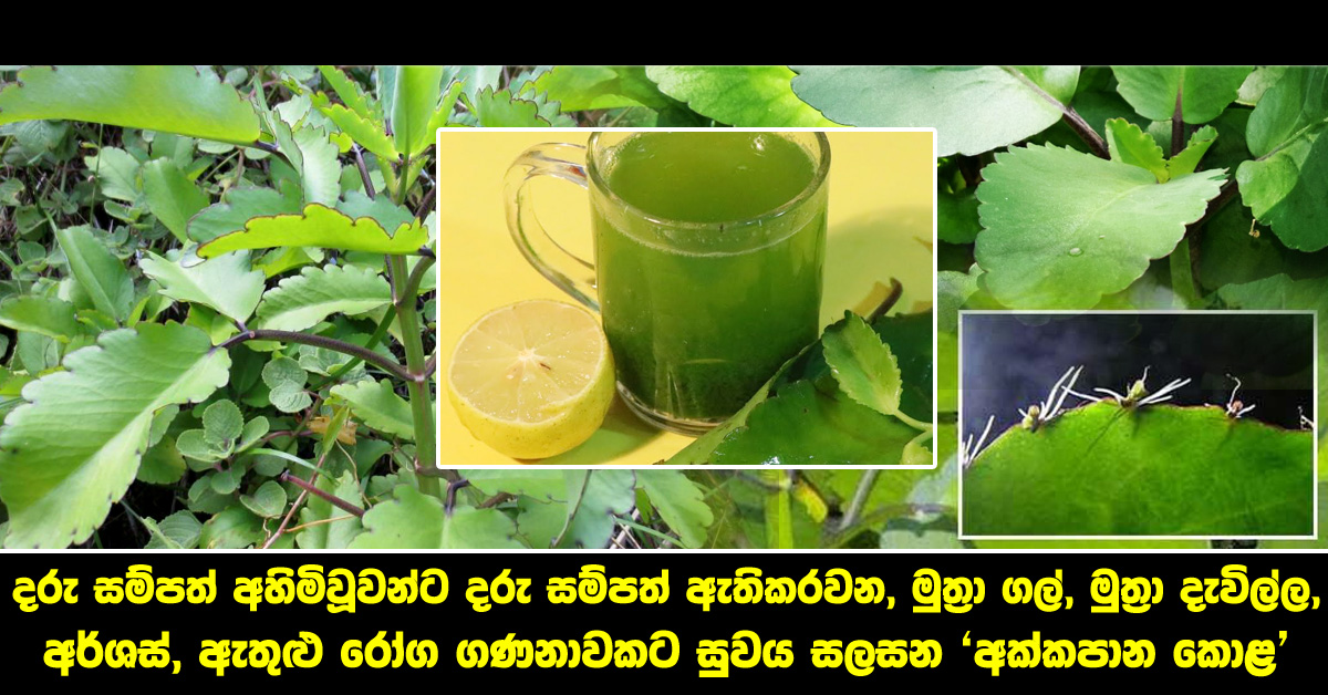 akkapana-kola | Health & Lifestyle Magazine | sriarana.net