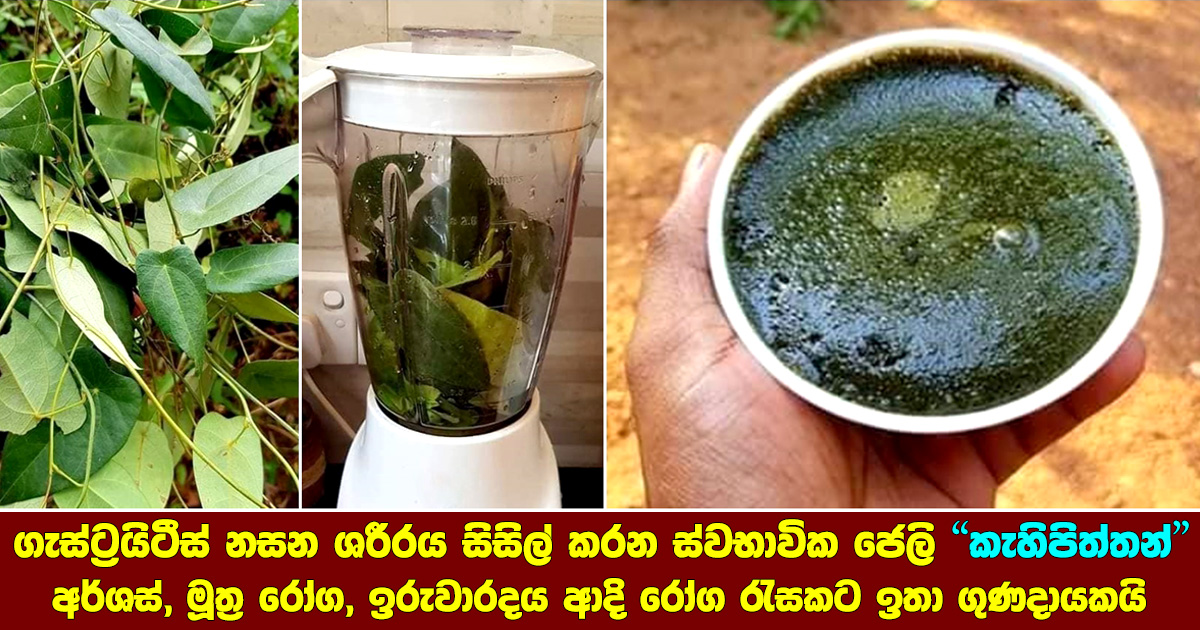Kahi Piththan Leaf Juice Jelly | Health & Lifestyle Magazine | sriarana.net