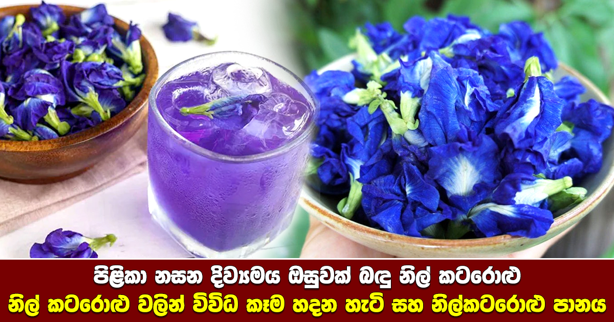 Butterfly Pea Flower Blue Tea Benefits | Health & Lifestyle Magazine ...