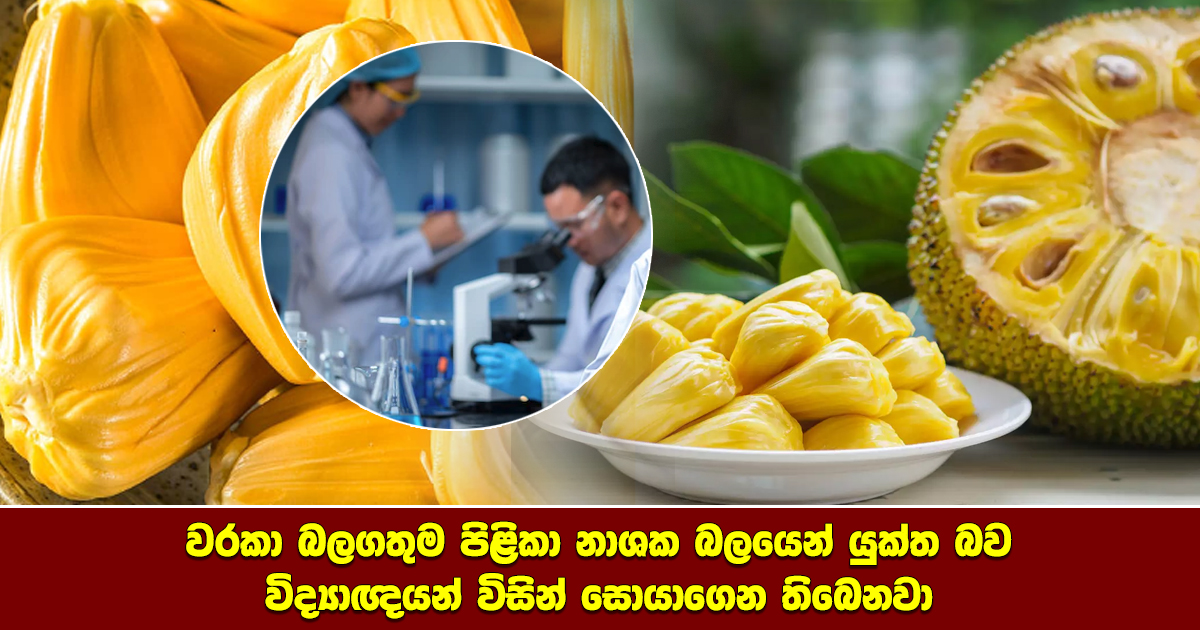 Jackfruit - Peni Waraka Health Benefits | Health & Lifestyle Magazine ...